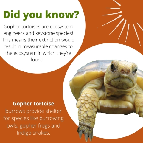 Wild Turtle Week 2023 Infographics | U.S. Fish & Wildlife Service